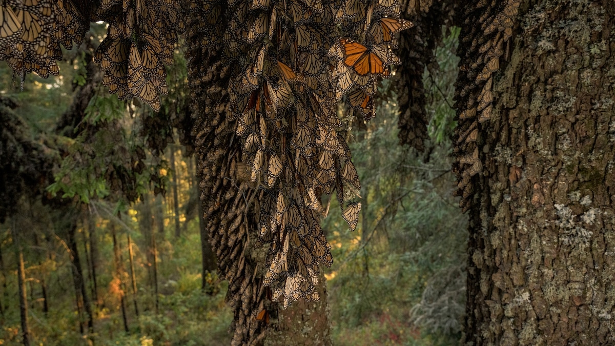 To save monarch butterflies, these scientists want to move mountains ...