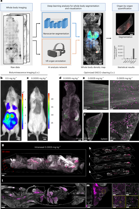 Nanocarrier imaging at single-cell resolution across entire mouse ...