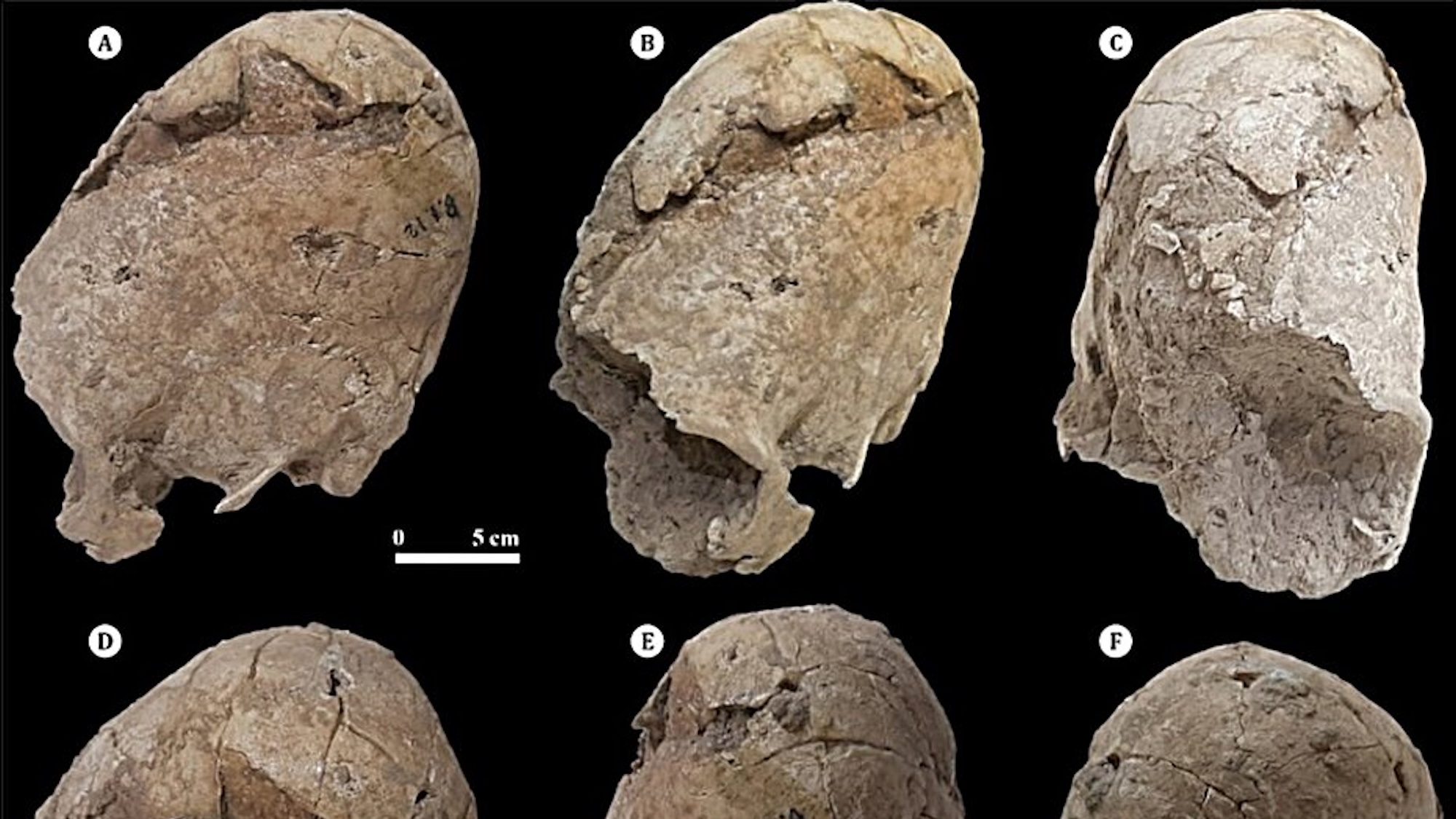 Ancient cone-shaped skull shows signs of fatal trauma – #purplerelativity