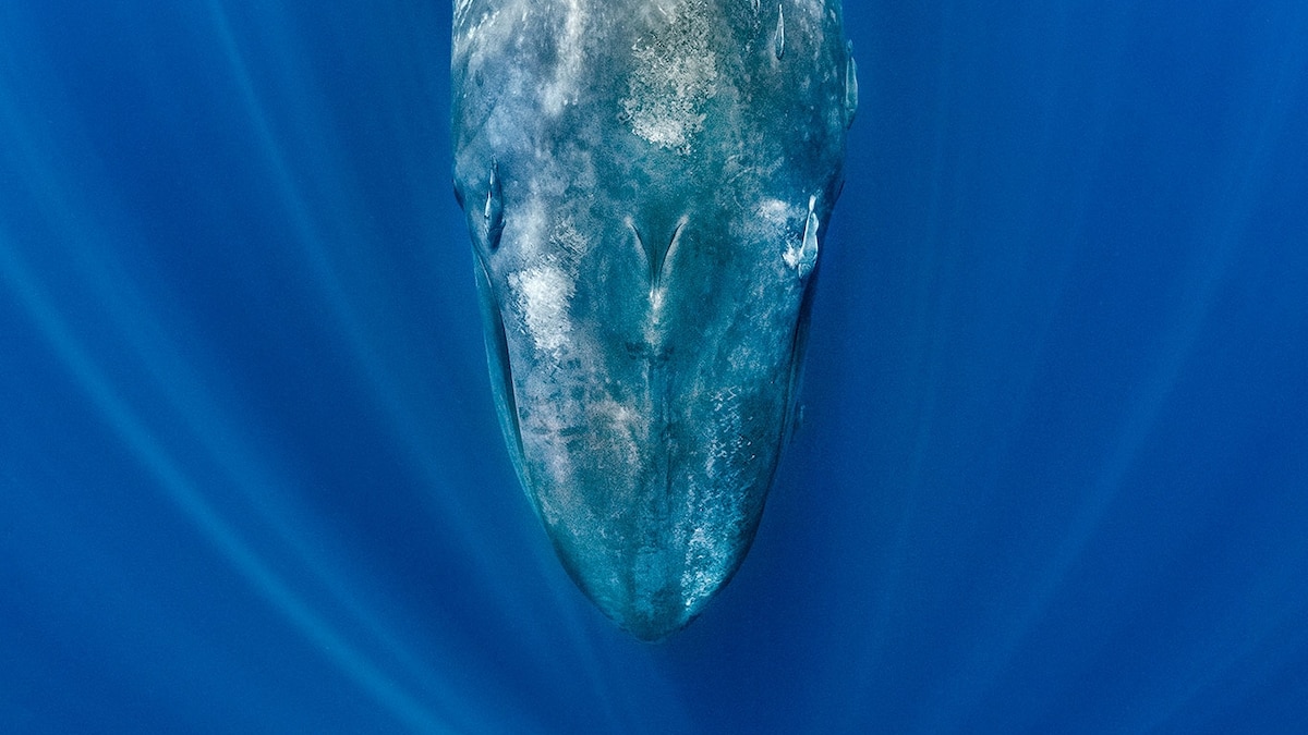 Blue whales are going eerily silent—and scientists say it’s a warning ...