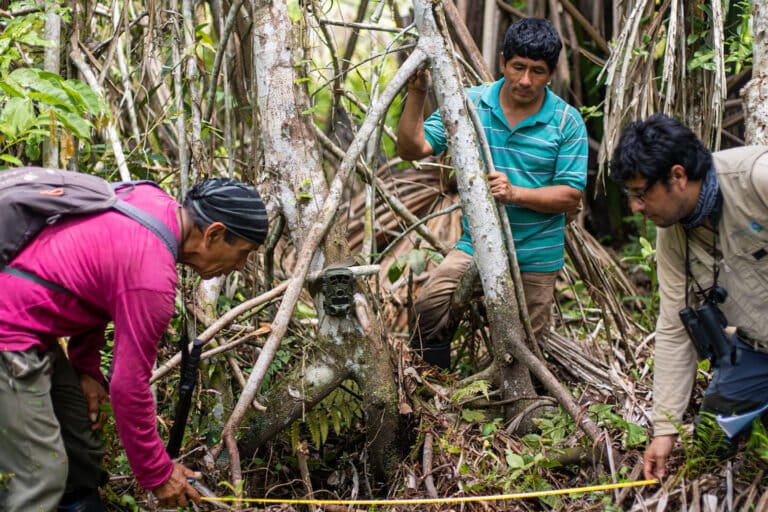 In Peru, community-led camera trapping boosts conservation and ...